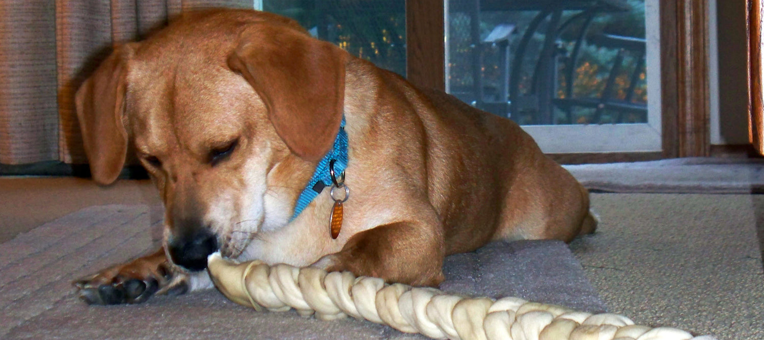 Bassador Dog Breed Guide | Time for Paws