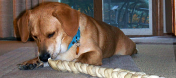 Bassador Dog Breed Guide | Time for Paws