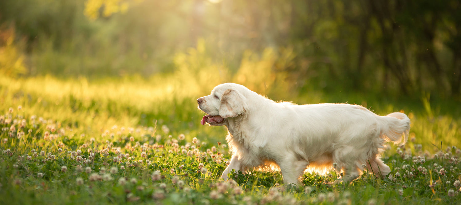 Clumber Spaniel Dog Breed Guide | Time for Paws