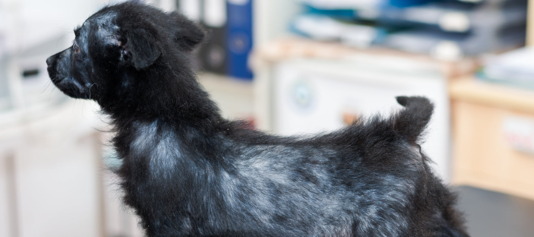 Dog Mange | Time For Paws – Time for Paws