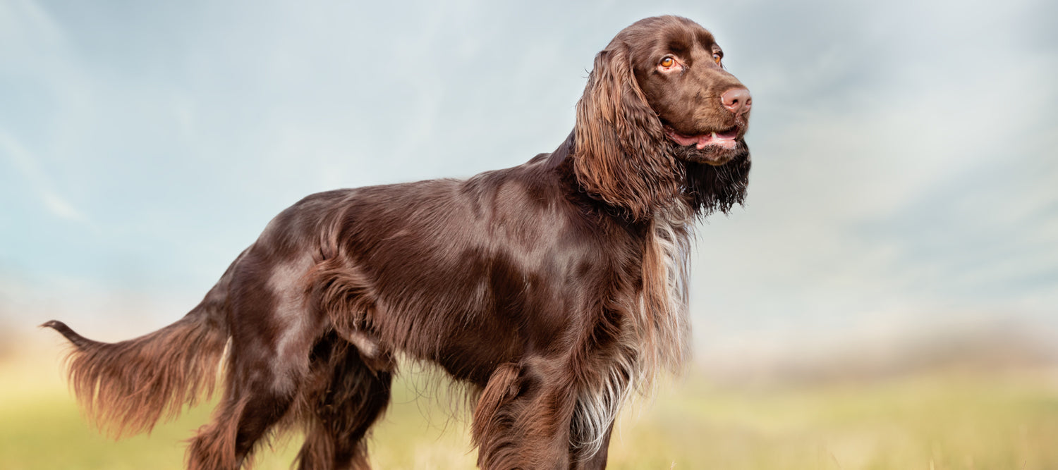 Field Spaniel Dog Breed Guide | Time for Paws