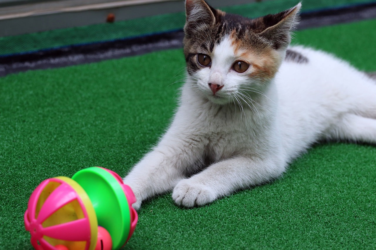 Cat Training | Time for Paws