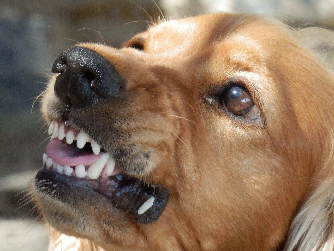 Rabies: all you need to know | Time For Paws – Time for Paws
