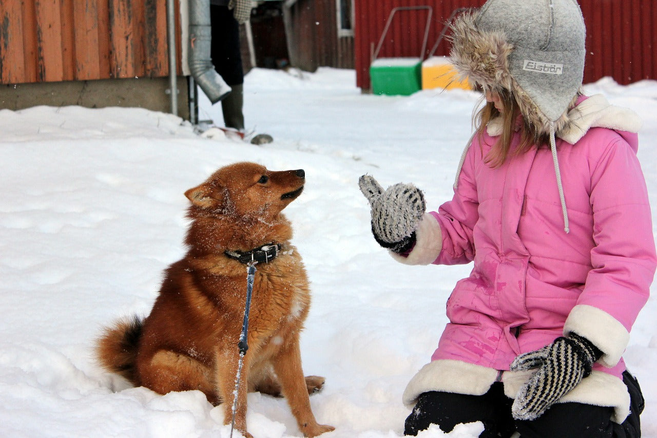 Finnish Spitz Dog Breed Guide | Time for Paws