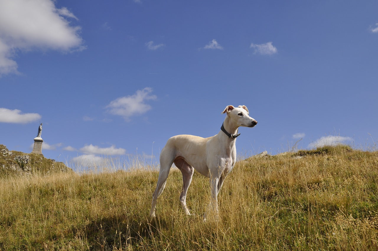 Greyhound Dog Breed Guide | Time for Paws