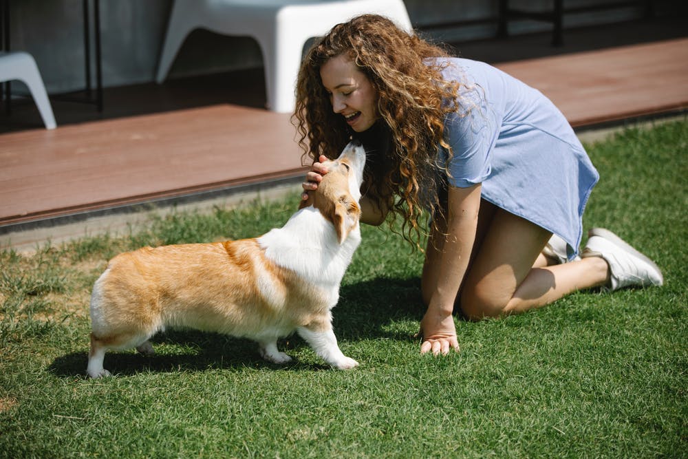 How To Teach Your Dog To Speak | Time For Paws – Time for Paws