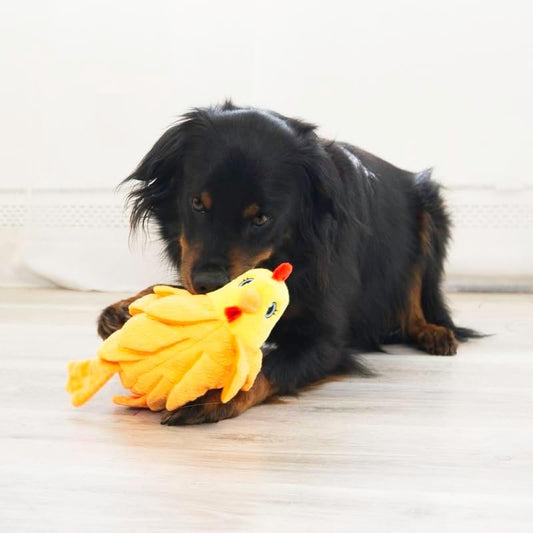 New in – Time for Paws